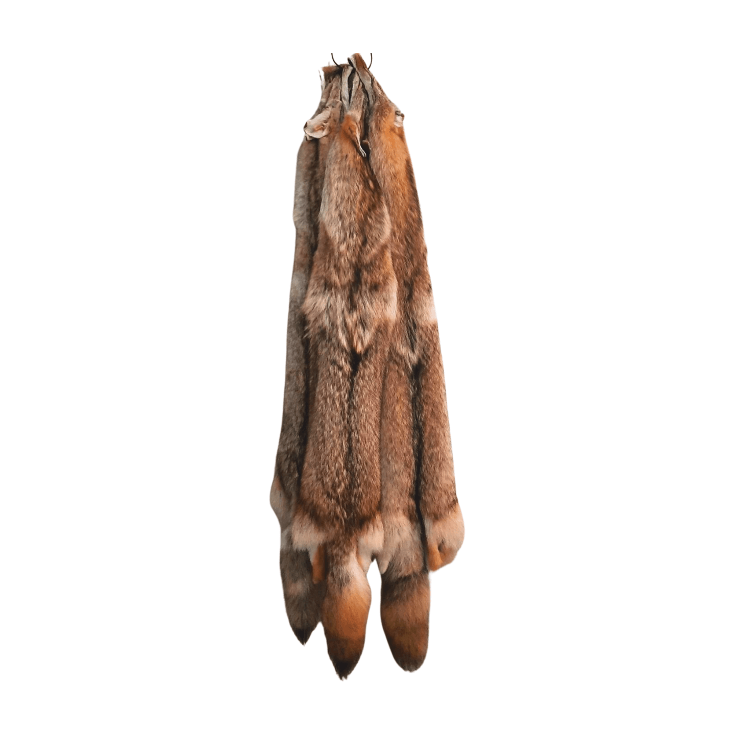 Tanned Coyote Pelt – IronTrail Trapline Supply, LLC