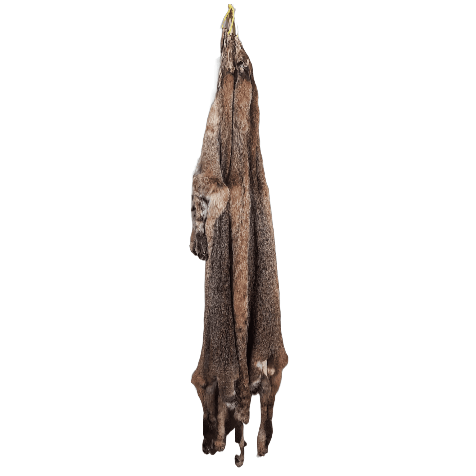 Tanned Bobcat Pelt – IronTrail Trapline Supply, LLC